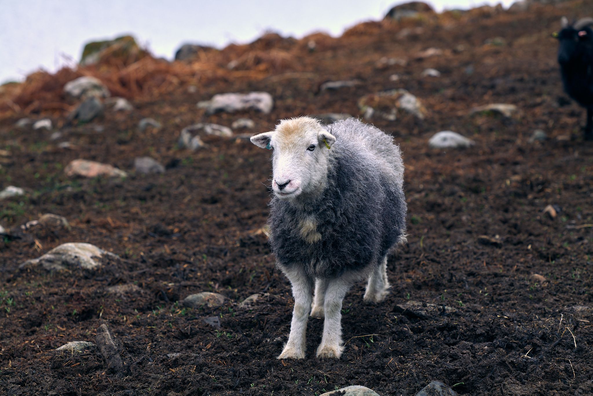 BLACK SHEEP ADVENTURES,Tom-An-Oir, Invergarry, PH35 4HR +44 7535 880865 ...